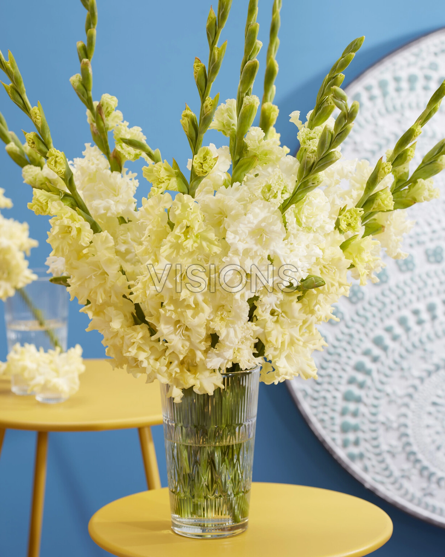 Sweet Crystal Gladiola (Dry) - Forever Bulbs