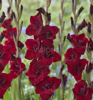 dark red gladiolus