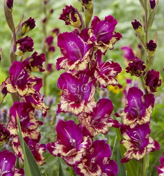gladioli colours